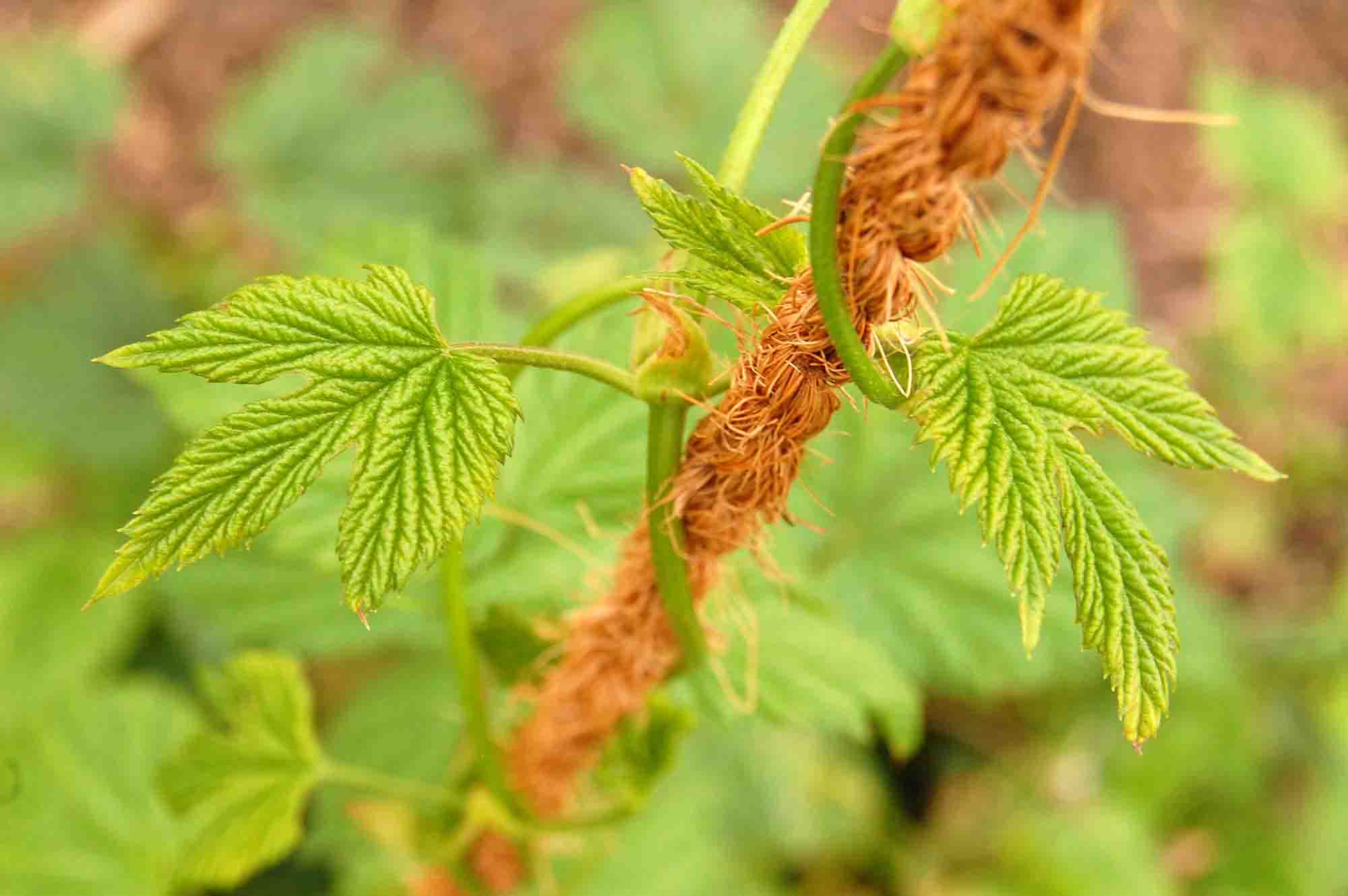 CEYLON COIR FIBRE INDUSTRIES: Coir Twine