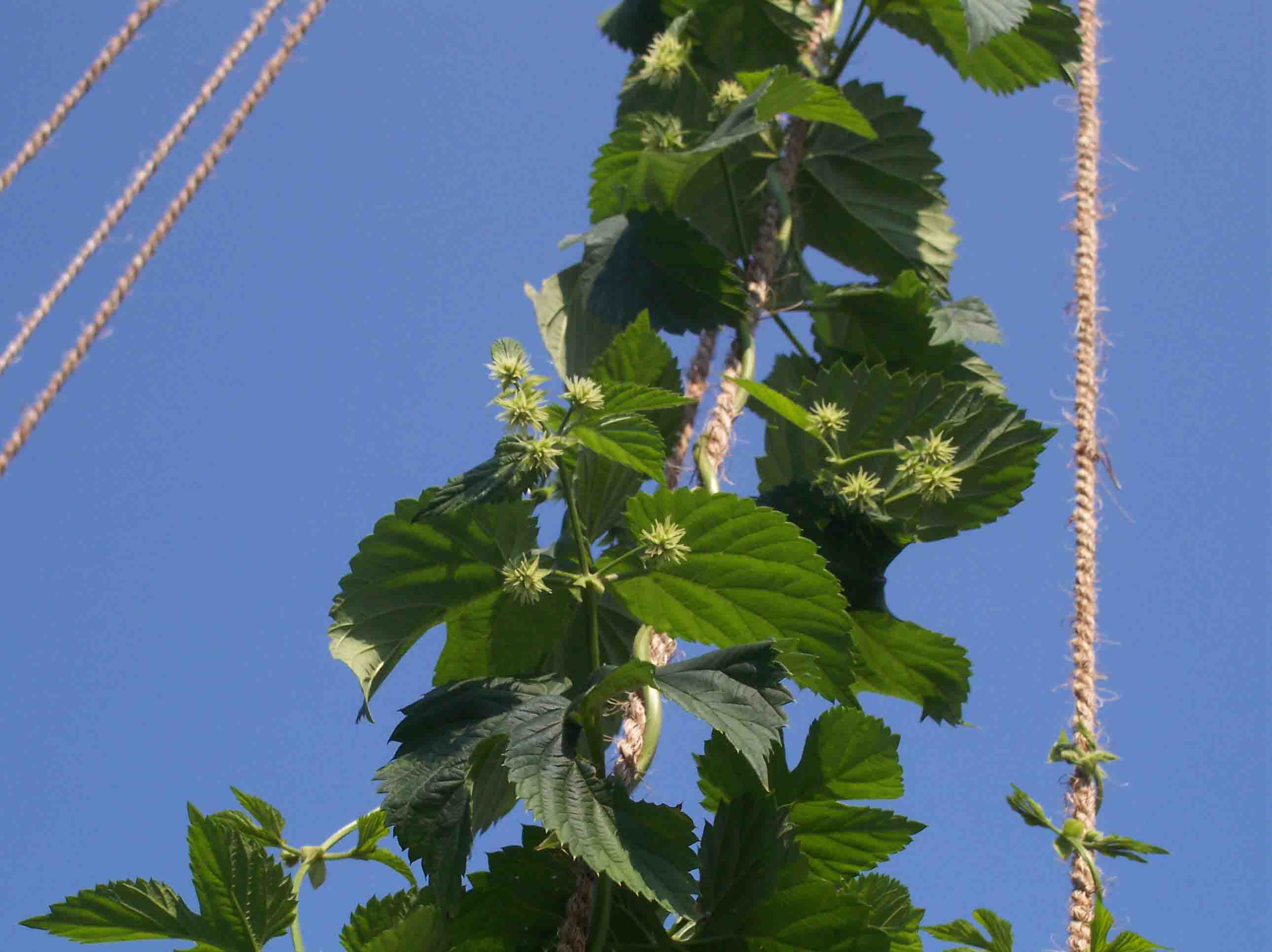 CEYLON COIR FIBRE INDUSTRIES: Coir Twine