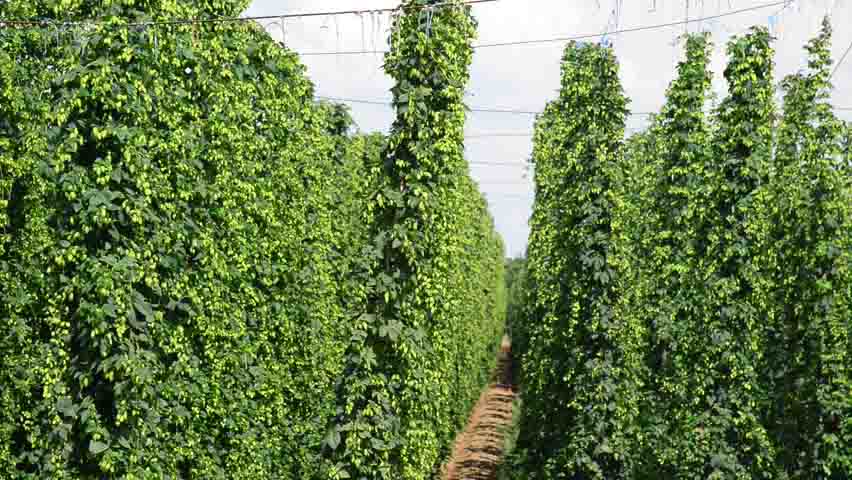 CEYLON COIR FIBRE INDUSTRIES: Coir Twine